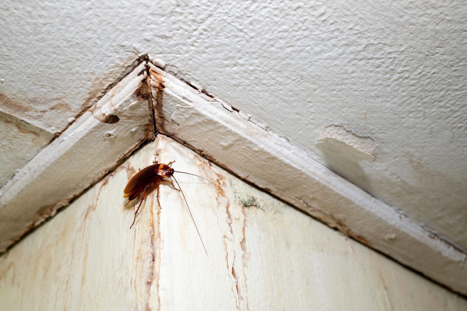 How Much Does Roach Treatment Cost in Las Vegas?