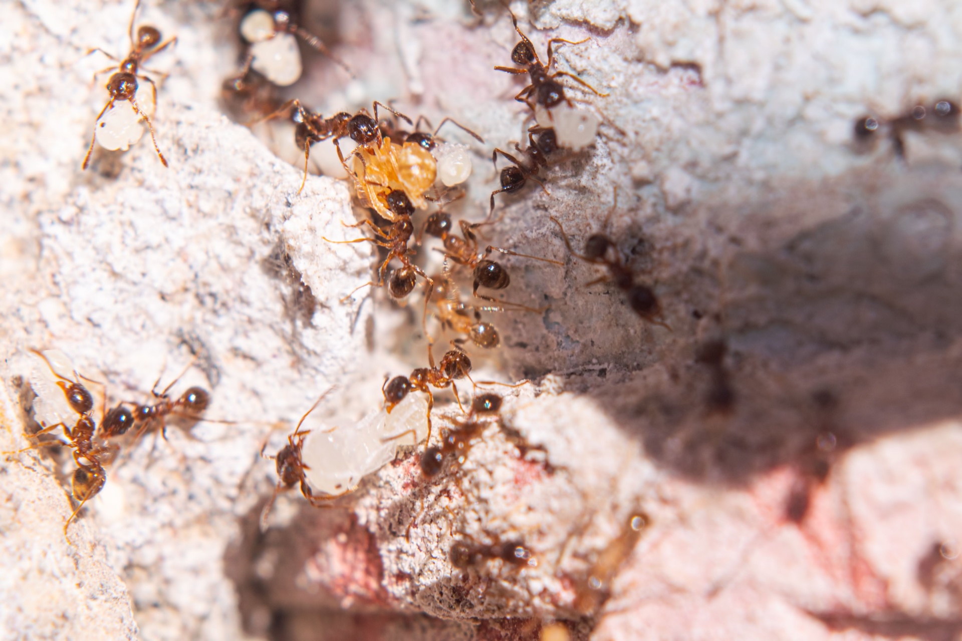 How Much Does Ant Control Cost in Las Vegas, NV?